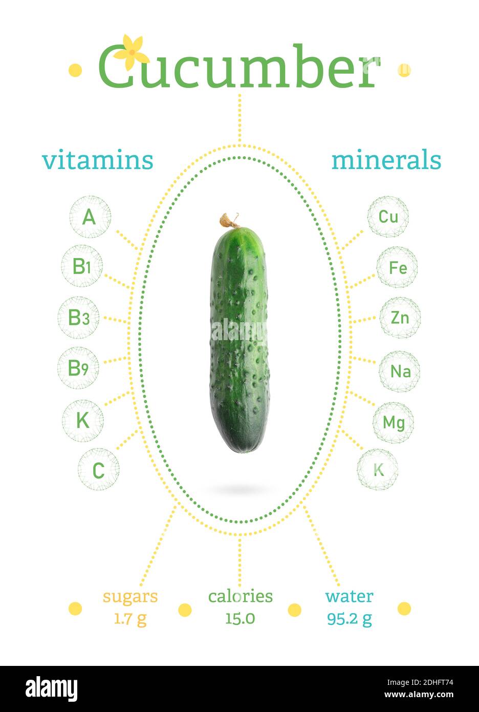 Cucumber with its specified components on white background Stock Photo ...