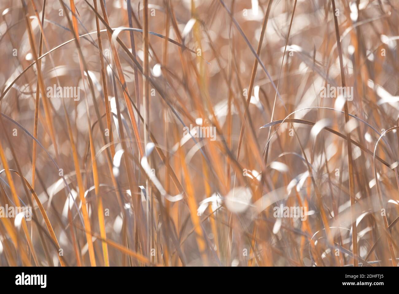 Long grass blowing in wind hi-res stock photography and images - Alamy