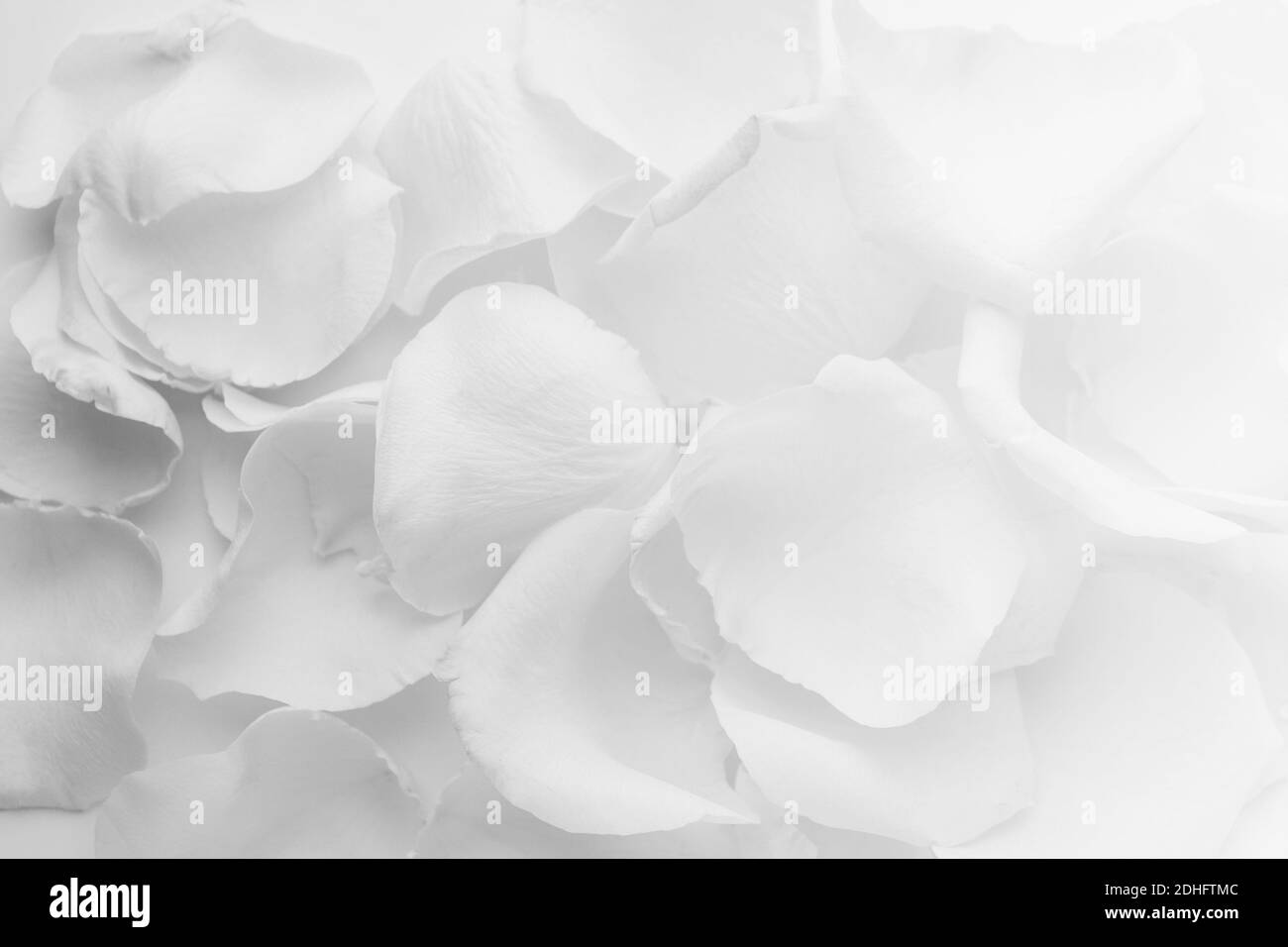 8th birthday celebration Black and White Stock Photos & Images - Alamy