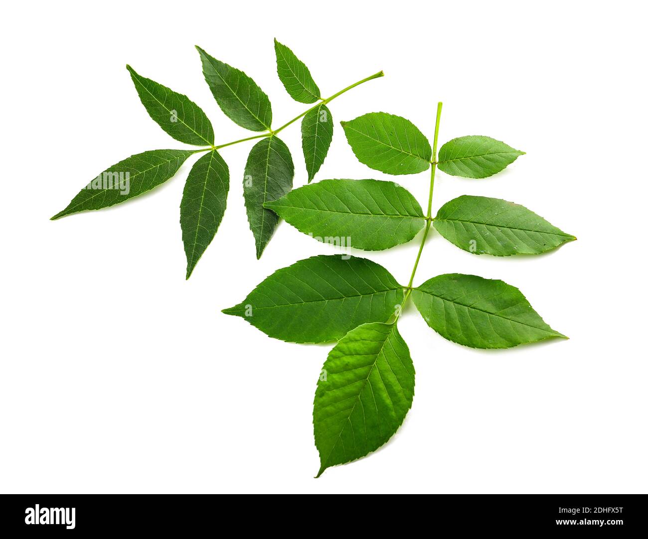Branches of ash tree on white background Stock Photo - Alamy