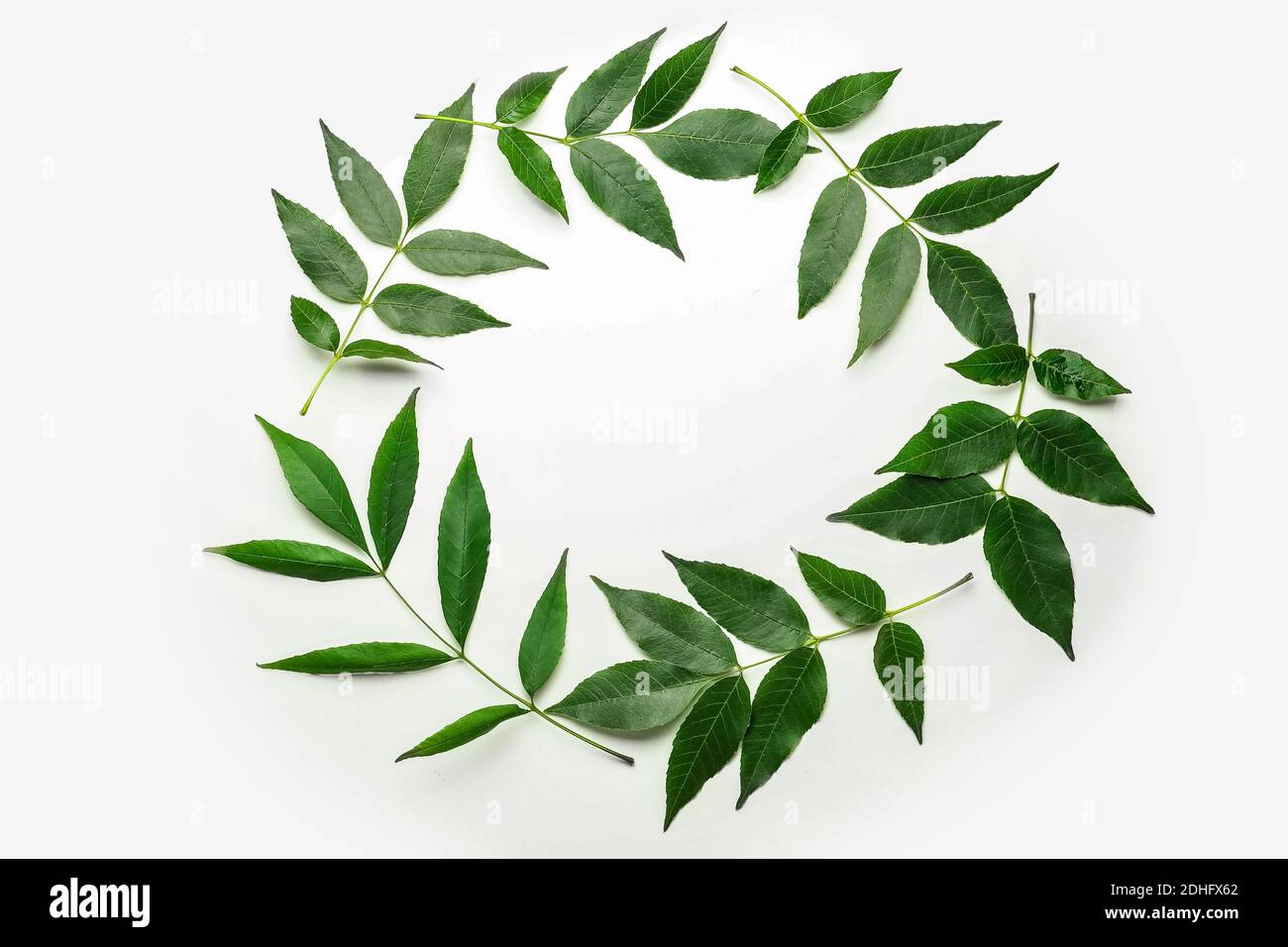 Frame made of ash tree branches on white background Stock Photo - Alamy