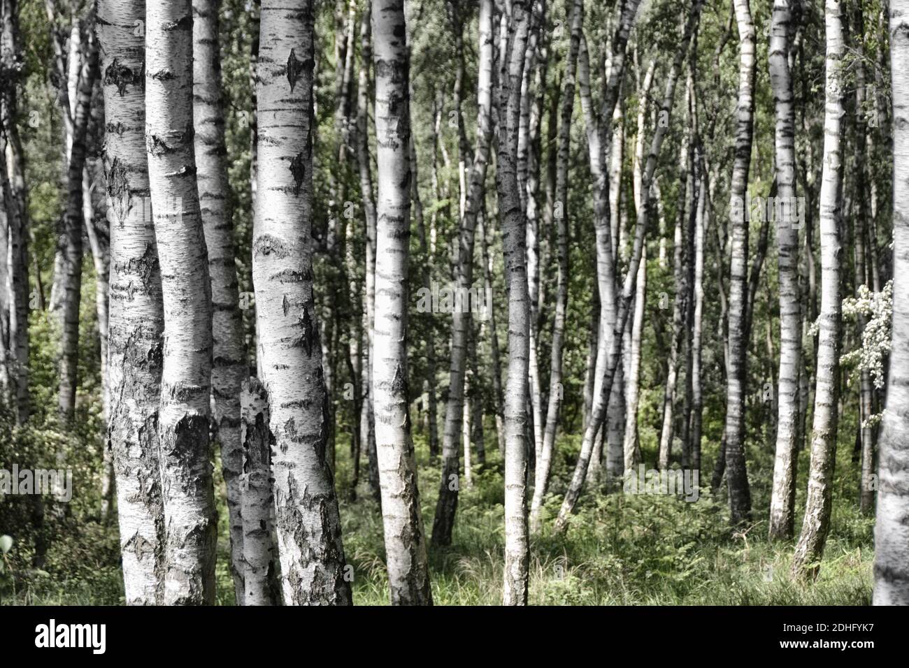 Thin birch trees hi-res stock photography and images - Alamy