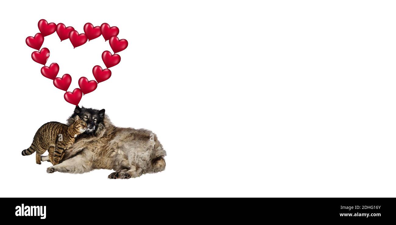 Cat and a Dog pets showing care and love on white background for ...