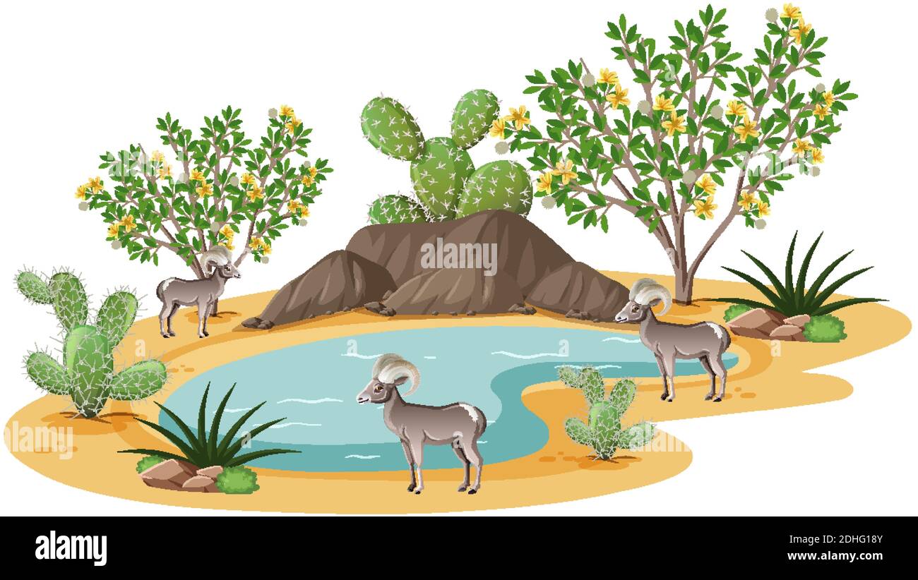 Creosote Bush plant in wild desert on white background illustration ...