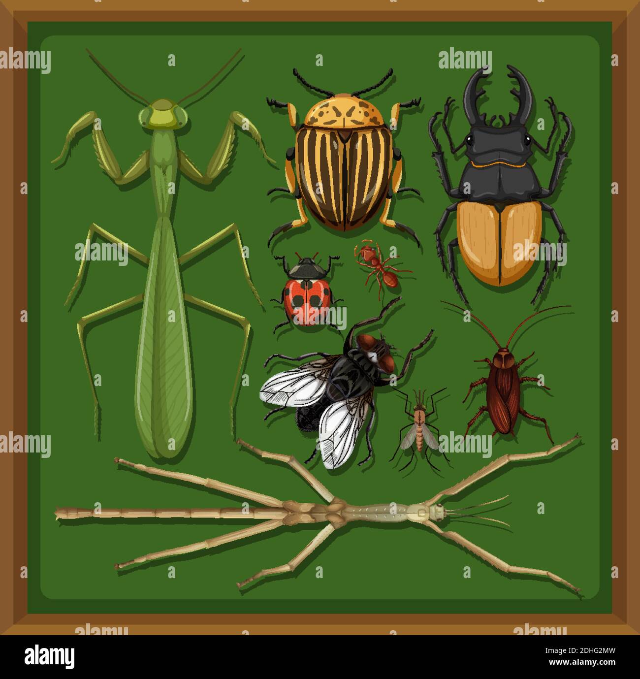 Set of different insects in wooden frame background illustration Stock ...