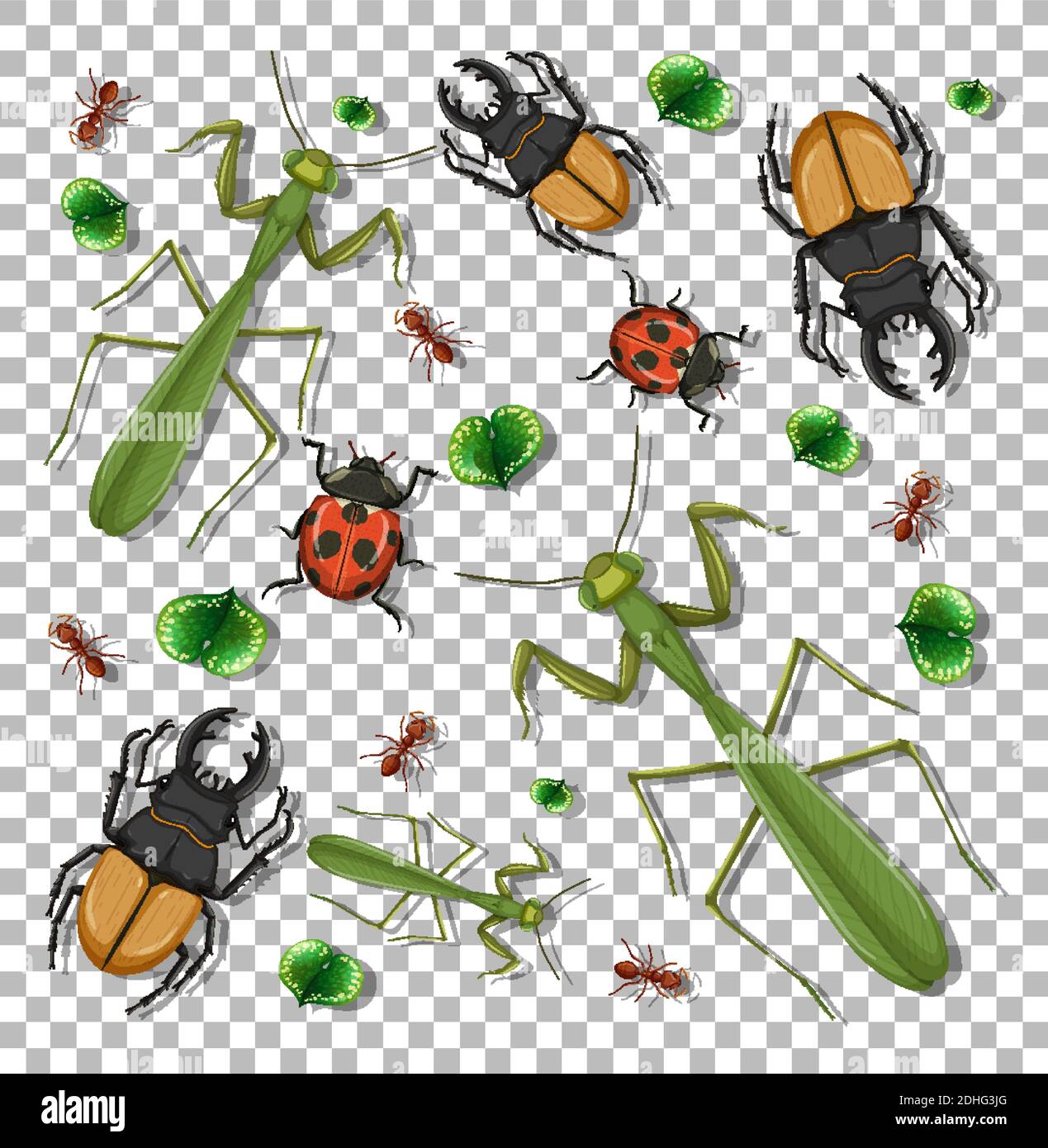 Set of different insects on transparent background illustration Stock ...