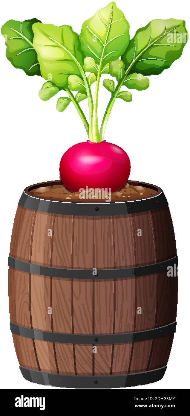 Radish plant in wooden pot isolated on white background illustration ...