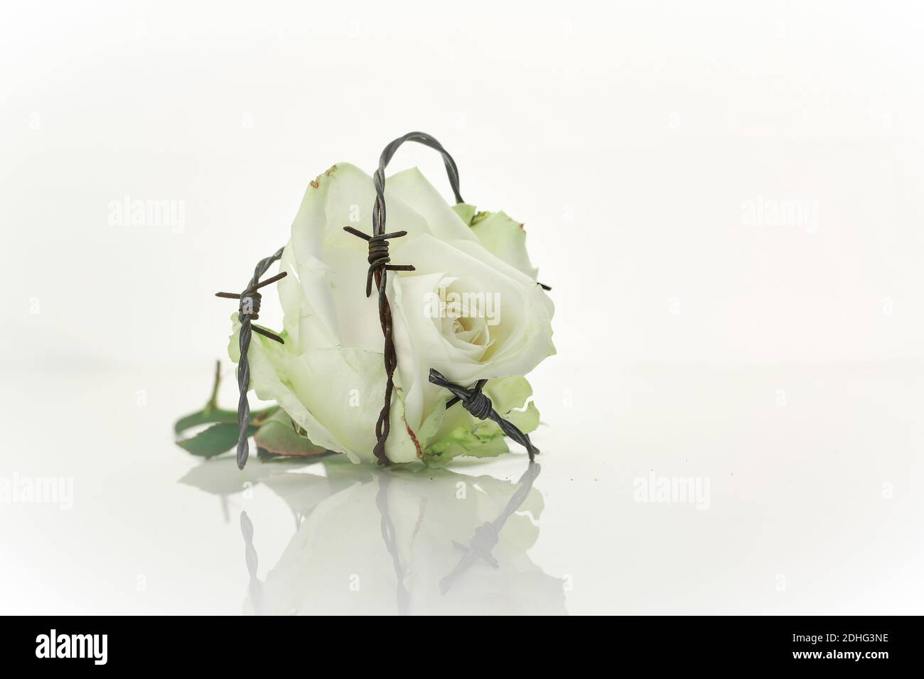 Rose and wires hi-res stock photography and images - Alamy