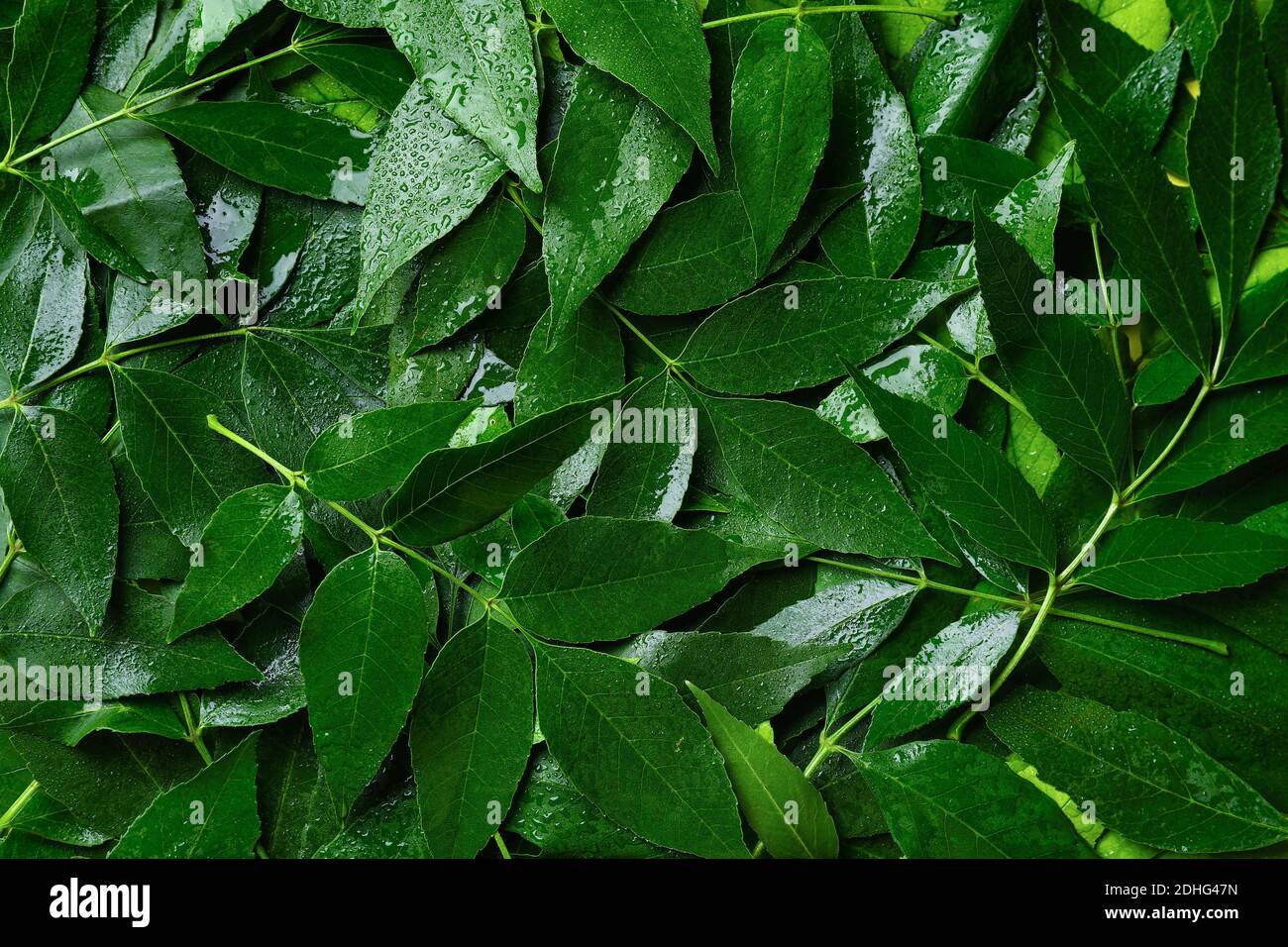 Green ash leaves as background Stock Photo - Alamy