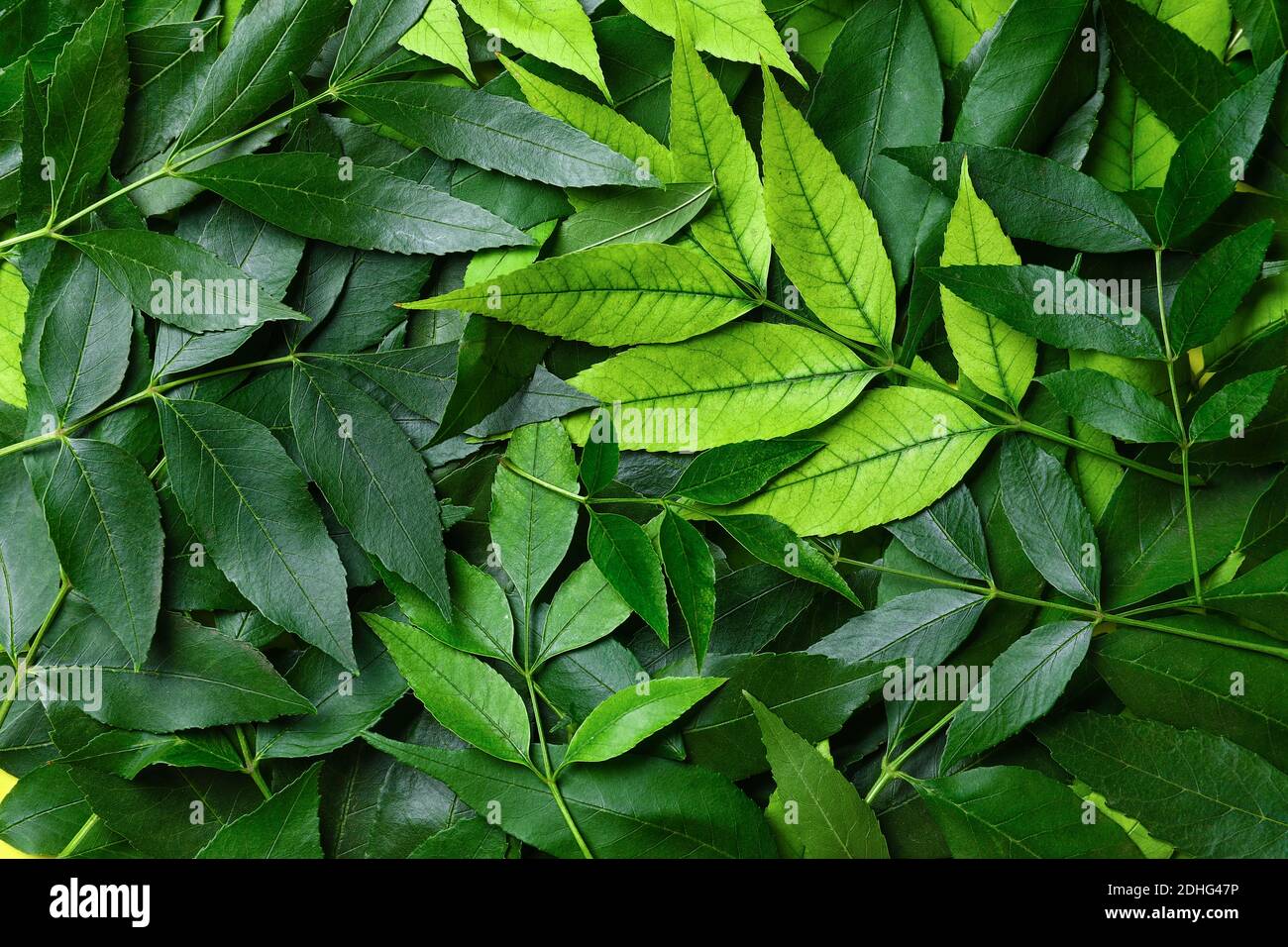 Green ash leaves as background Stock Photo - Alamy