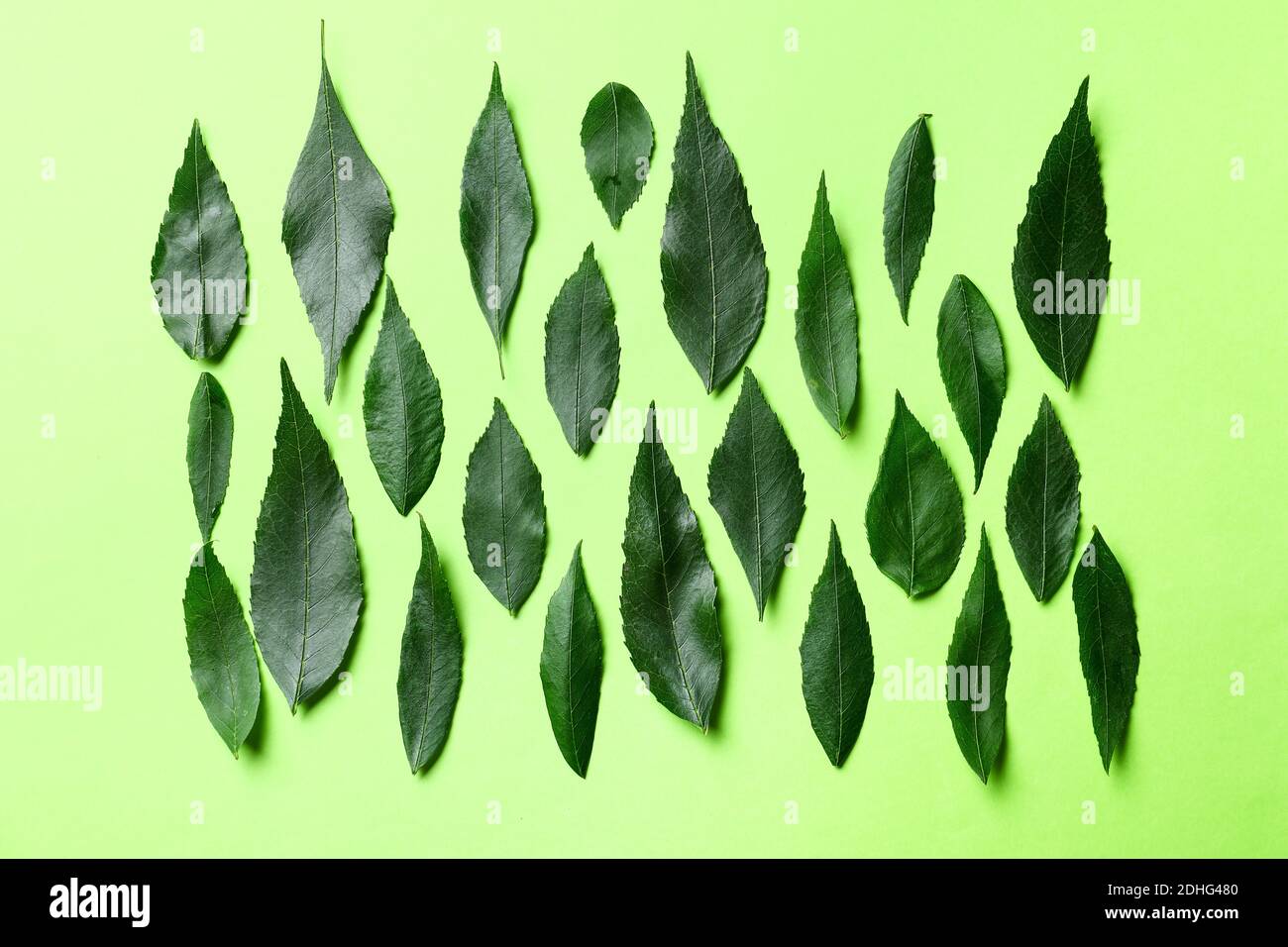 Green ash leaves on color background Stock Photo - Alamy