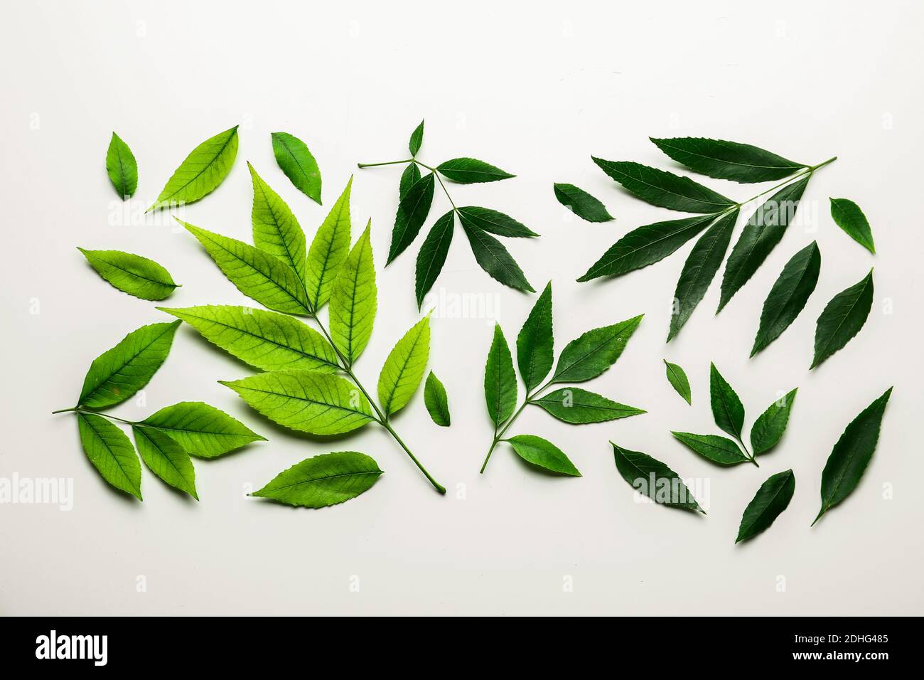 Green ash leaves on white background Stock Photo - Alamy
