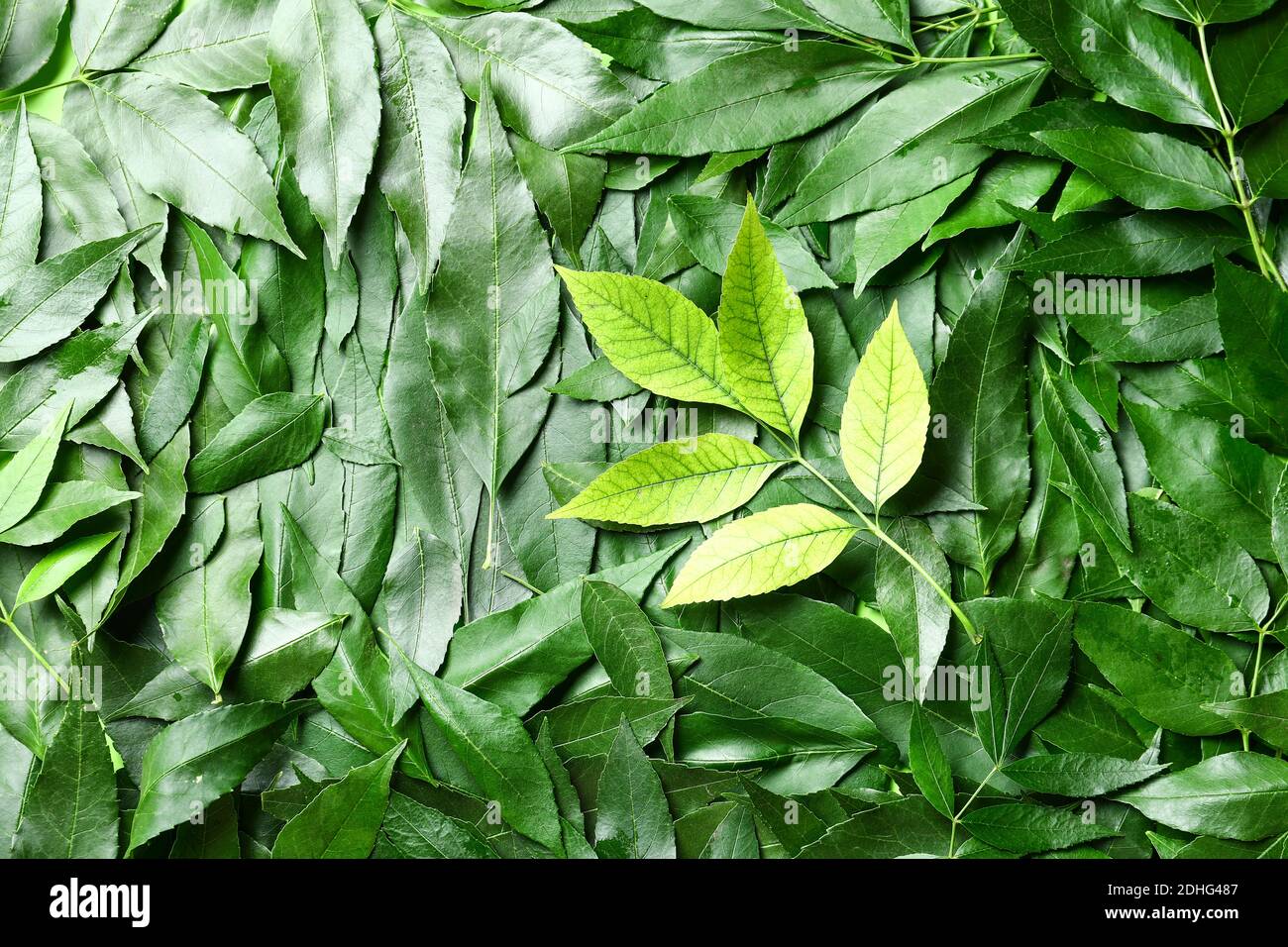 Green ash leaves as background Stock Photo - Alamy