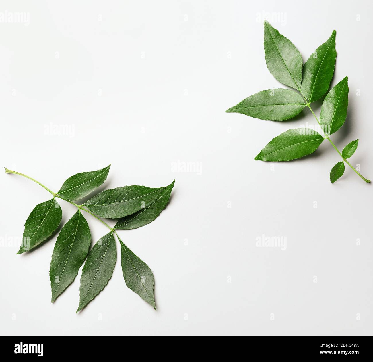 Green ash leaves on white background Stock Photo - Alamy