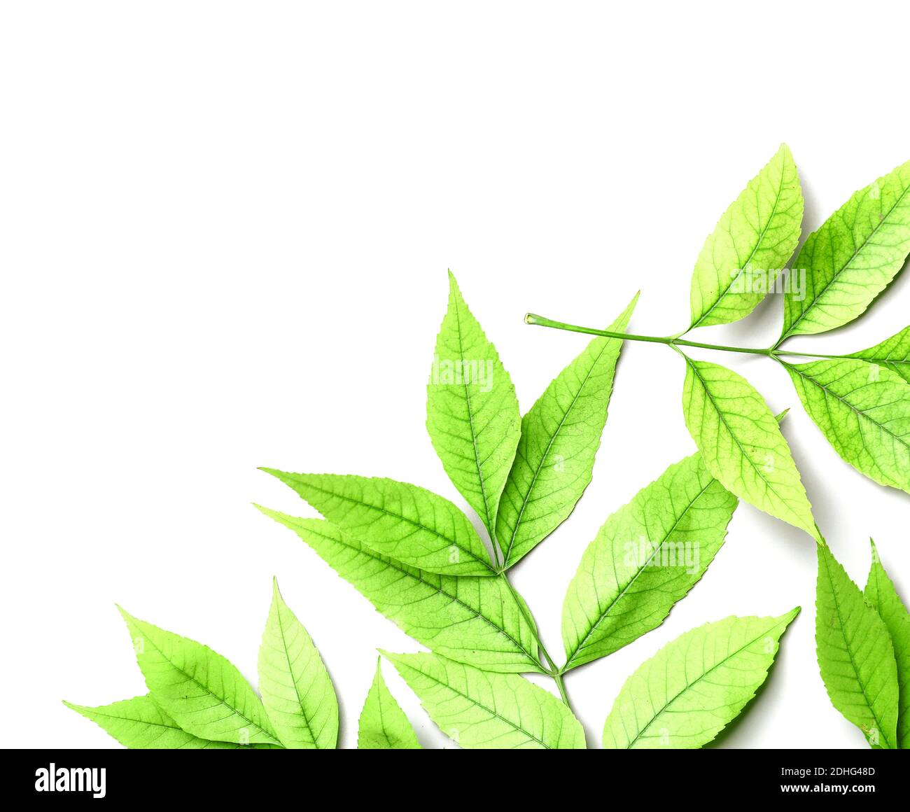 Green ash leaves on white background Stock Photo - Alamy