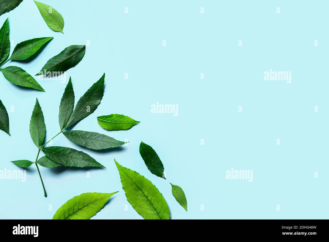 Green ash leaves on color background Stock Photo - Alamy