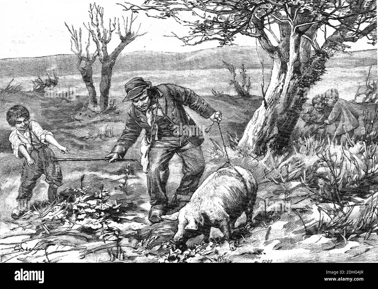 La récolte des truffes en Périgord. Le cochon truffier Stock Photo - Alamy