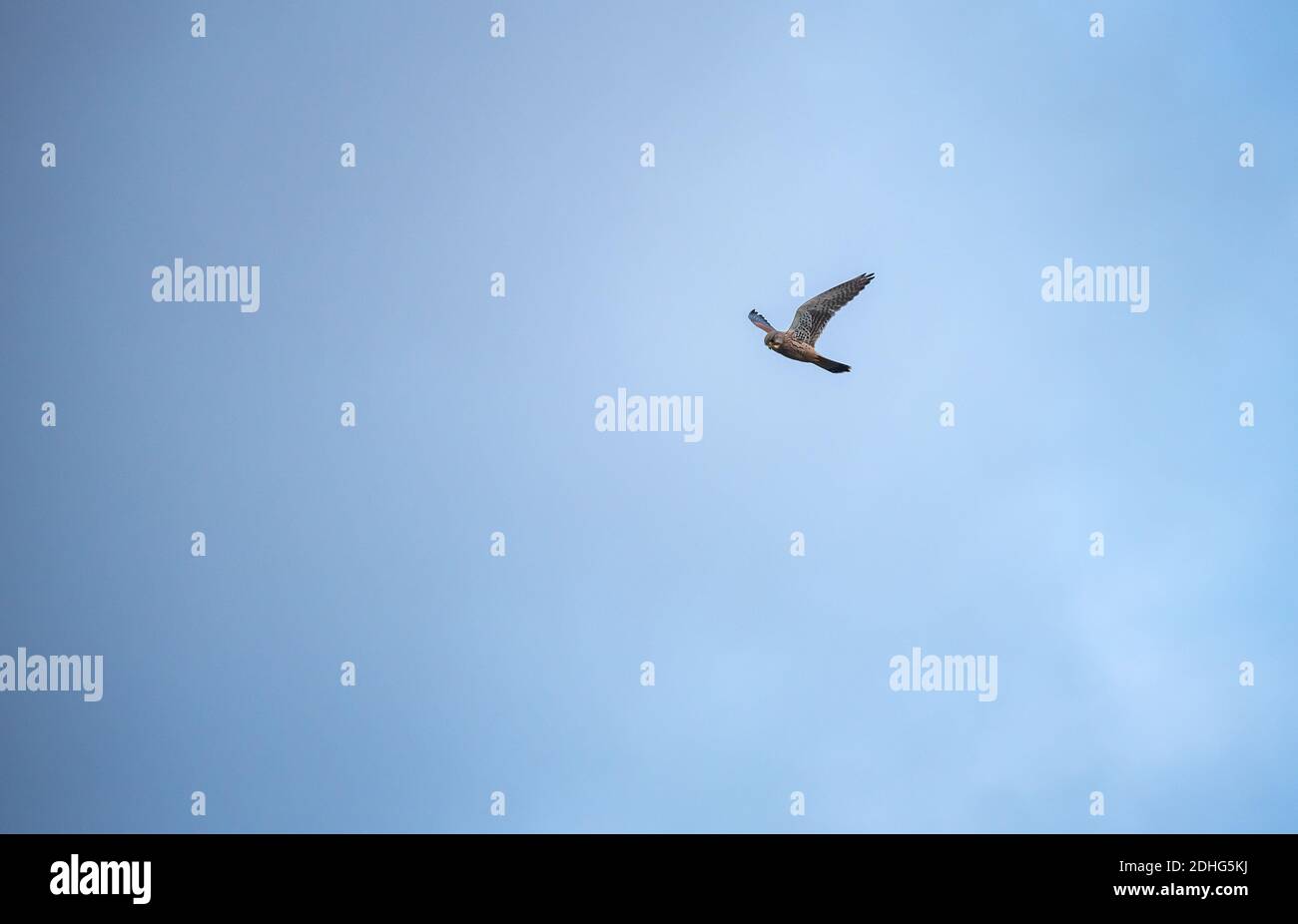 Bird of prey Stock Photo - Alamy