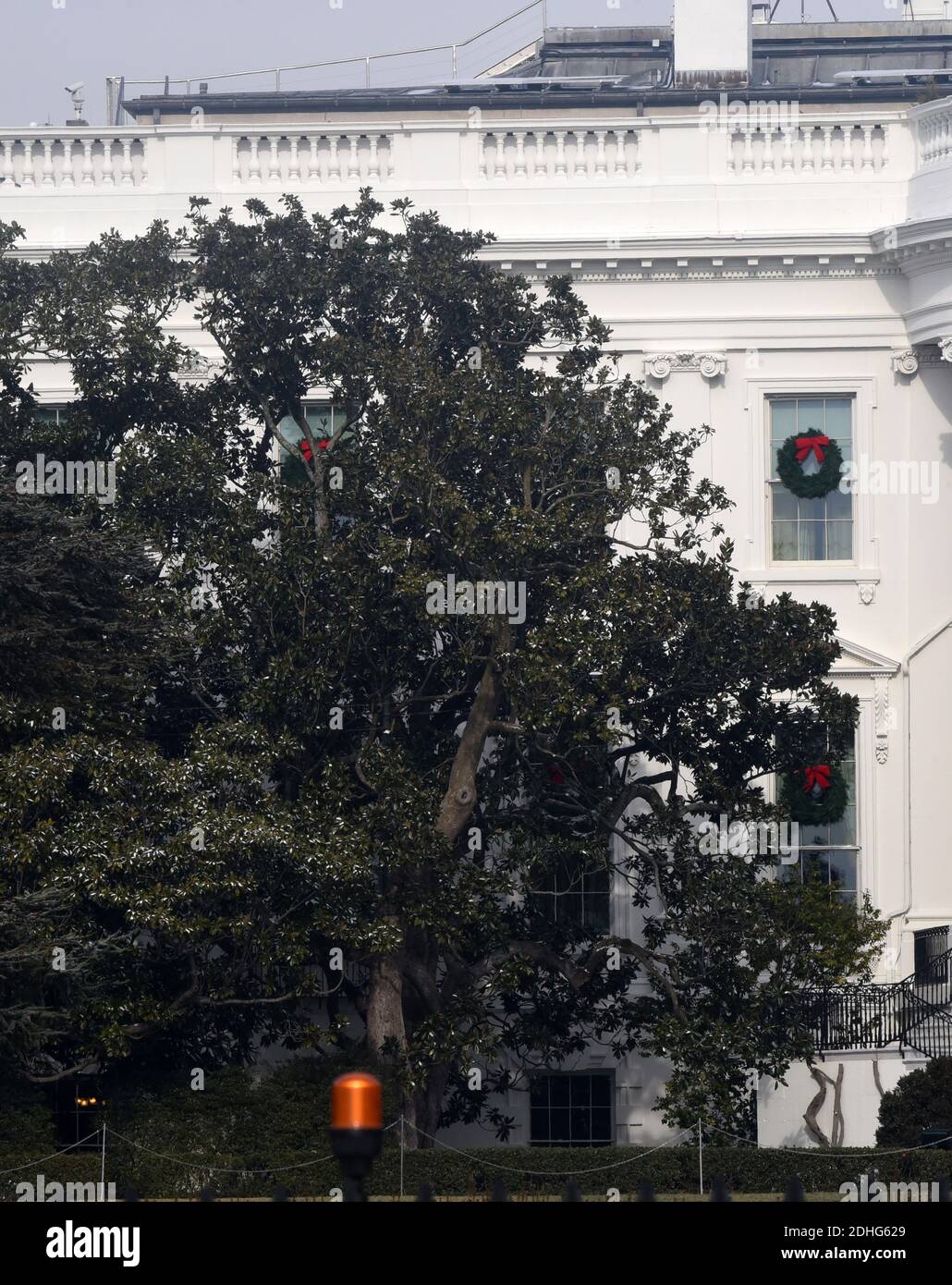 The historic Jackson Magnolia, planted on the south grounds of the ...