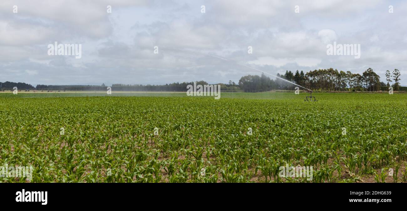 Irrigated Farmland, North Canterbury, South Island New Zealand. A field ...