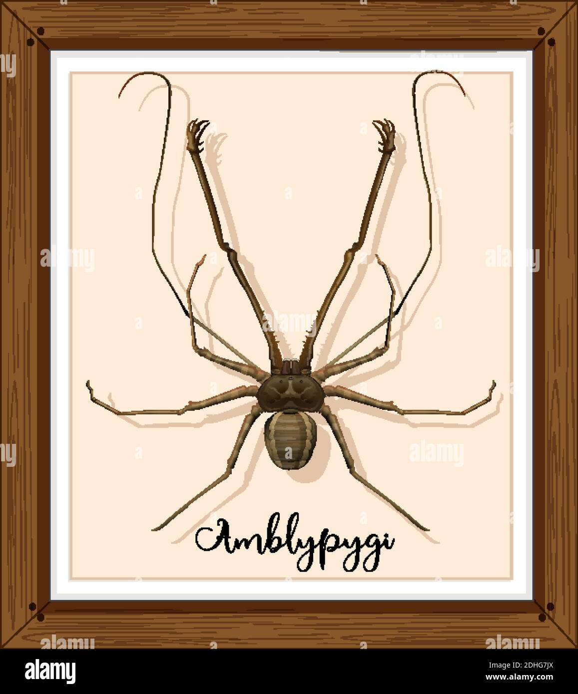 Wood spiders Stock Vector Images - Alamy