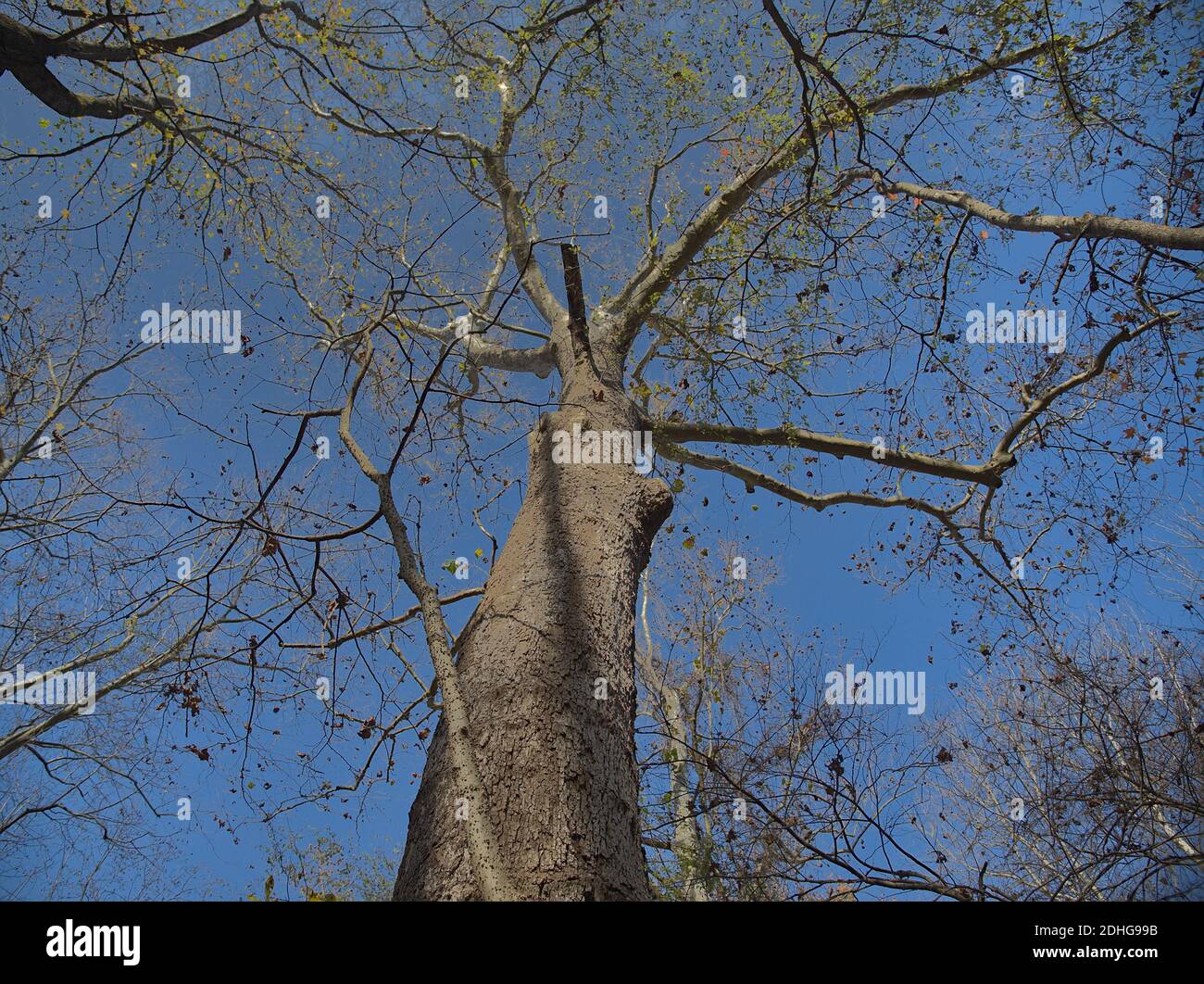 Wide angle of tree canopy in the late fall Stock Photo - Alamy