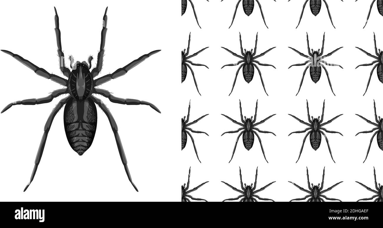 Spider insects isolated on white background and seamless illustration ...