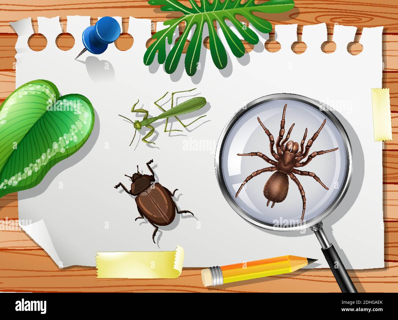 Arachnid up close Stock Vector Images - Alamy