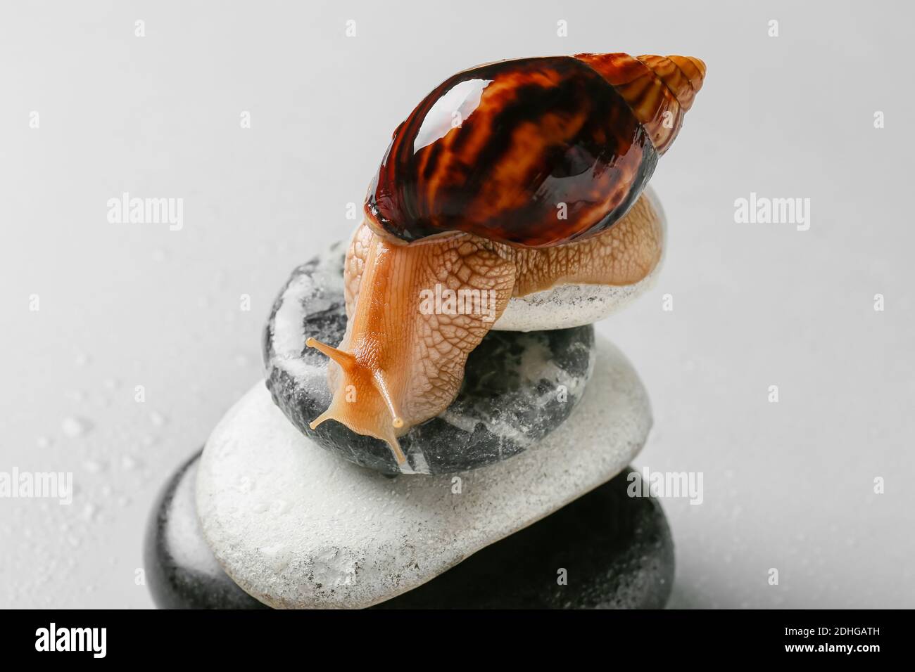 Snail and stack of pebbles on grey background Stock Photo - Alamy