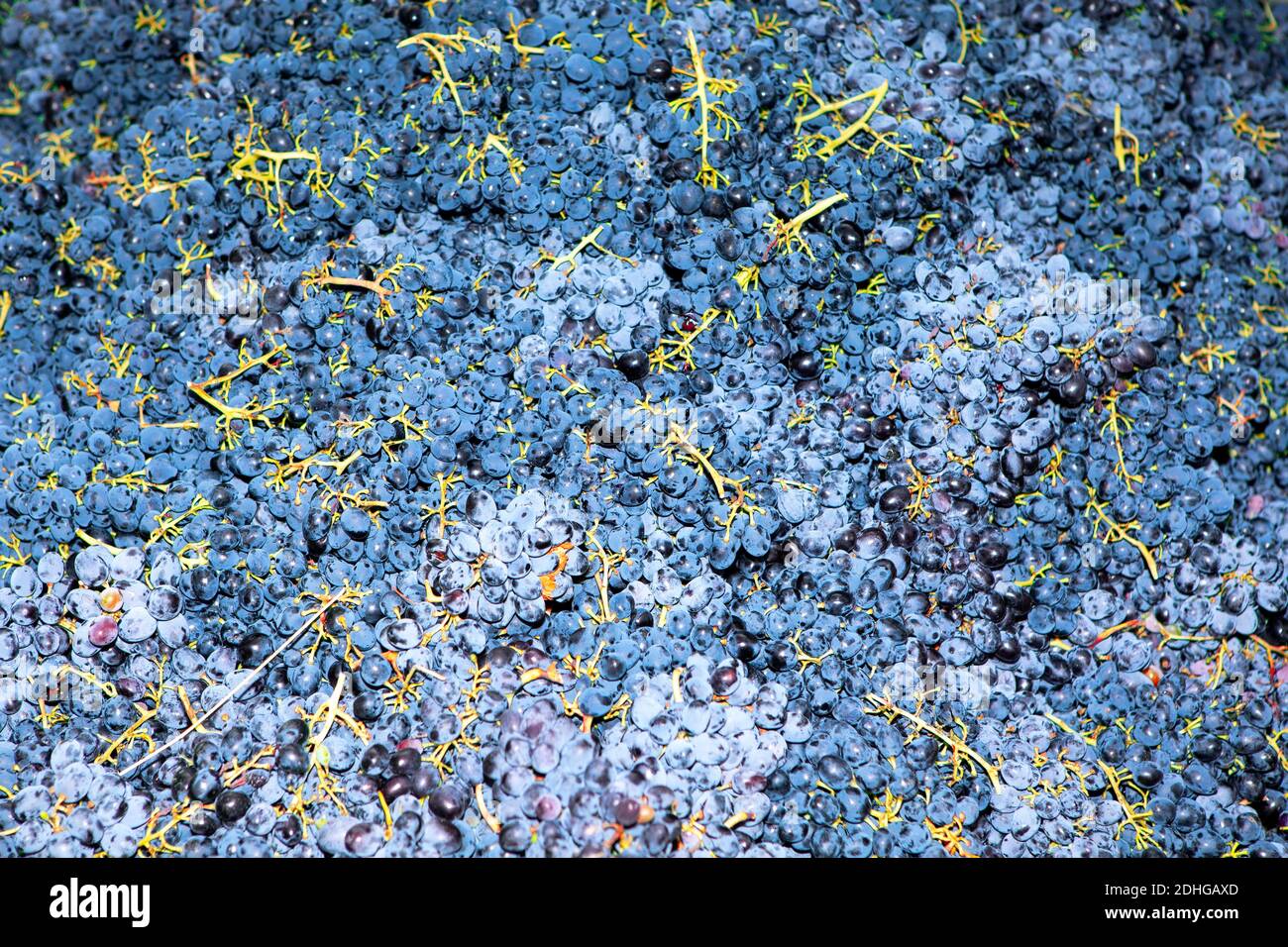 Background of grapes for wine making Stock Photo - Alamy