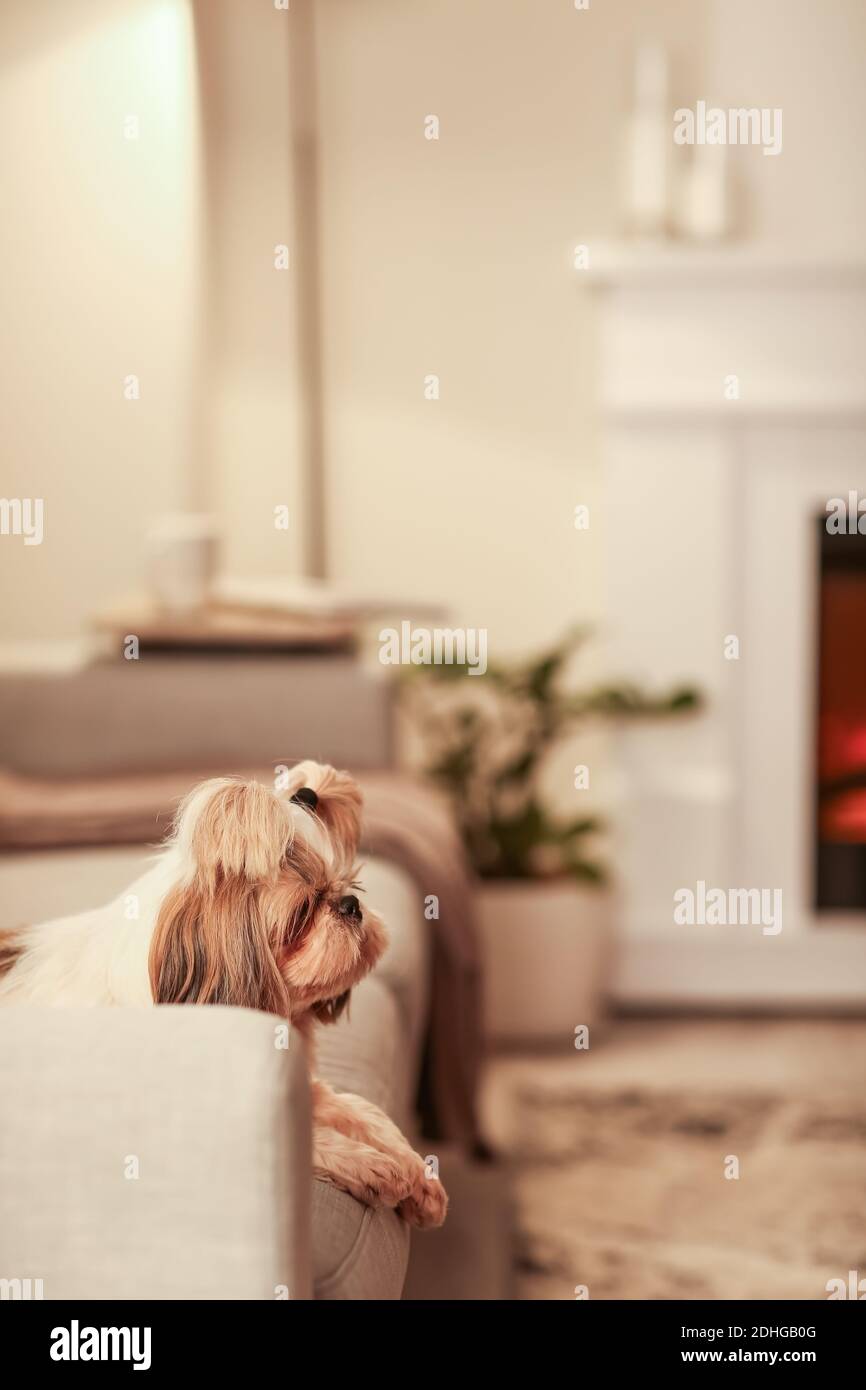 Cute dog on sofa at home Stock Photo - Alamy