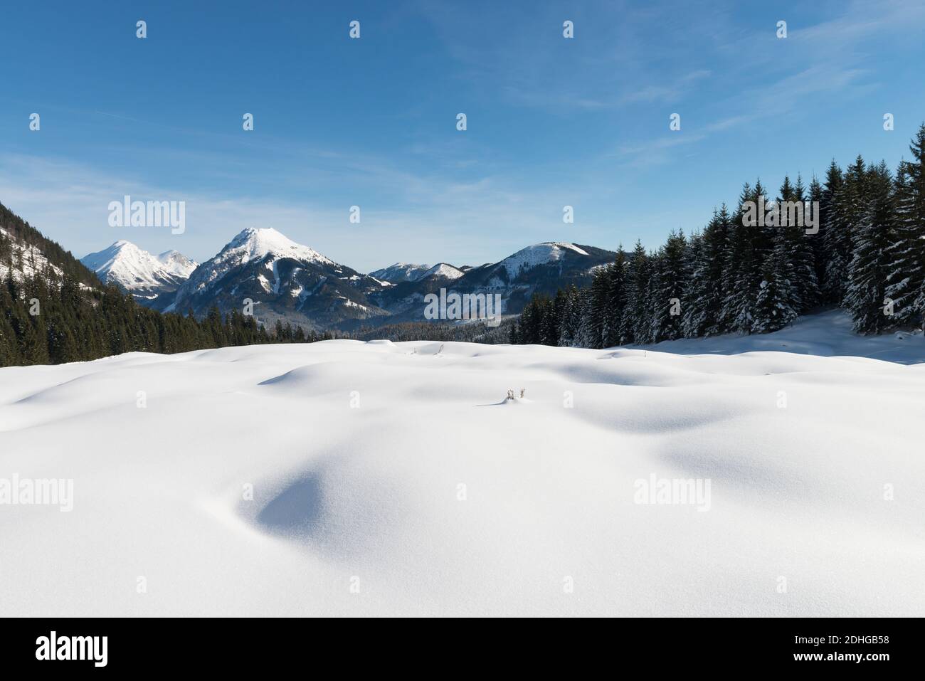 A mountain forest covered with snow in Liezen, Austria Stock Photo - Alamy
