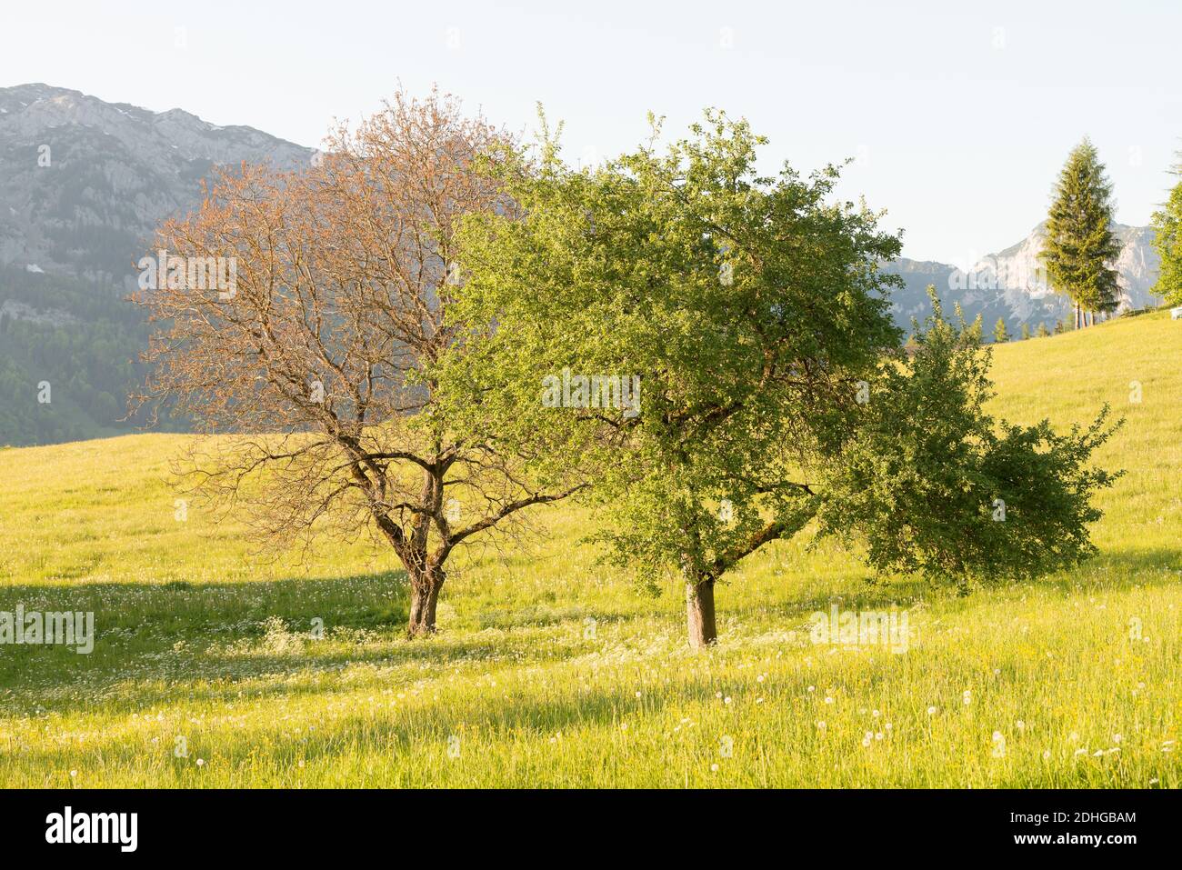 A green meadow with trees Stock Photo - Alamy