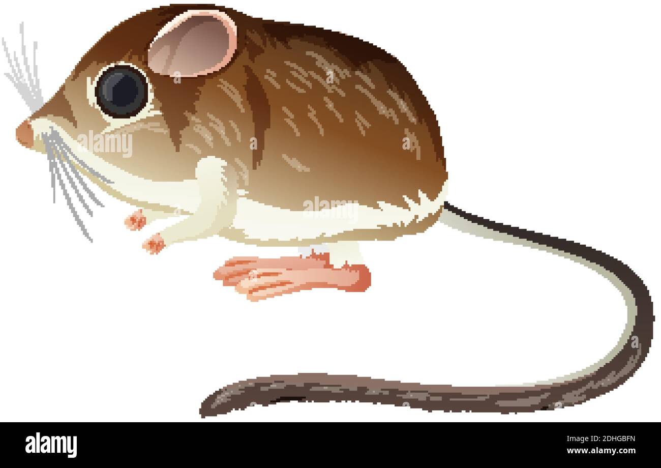 Kangaroo Rat isolated on white background illustration Stock Vector ...