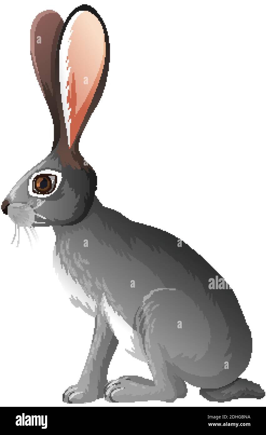 Jackrabbit isolated on white background illustration Stock Vector Image ...