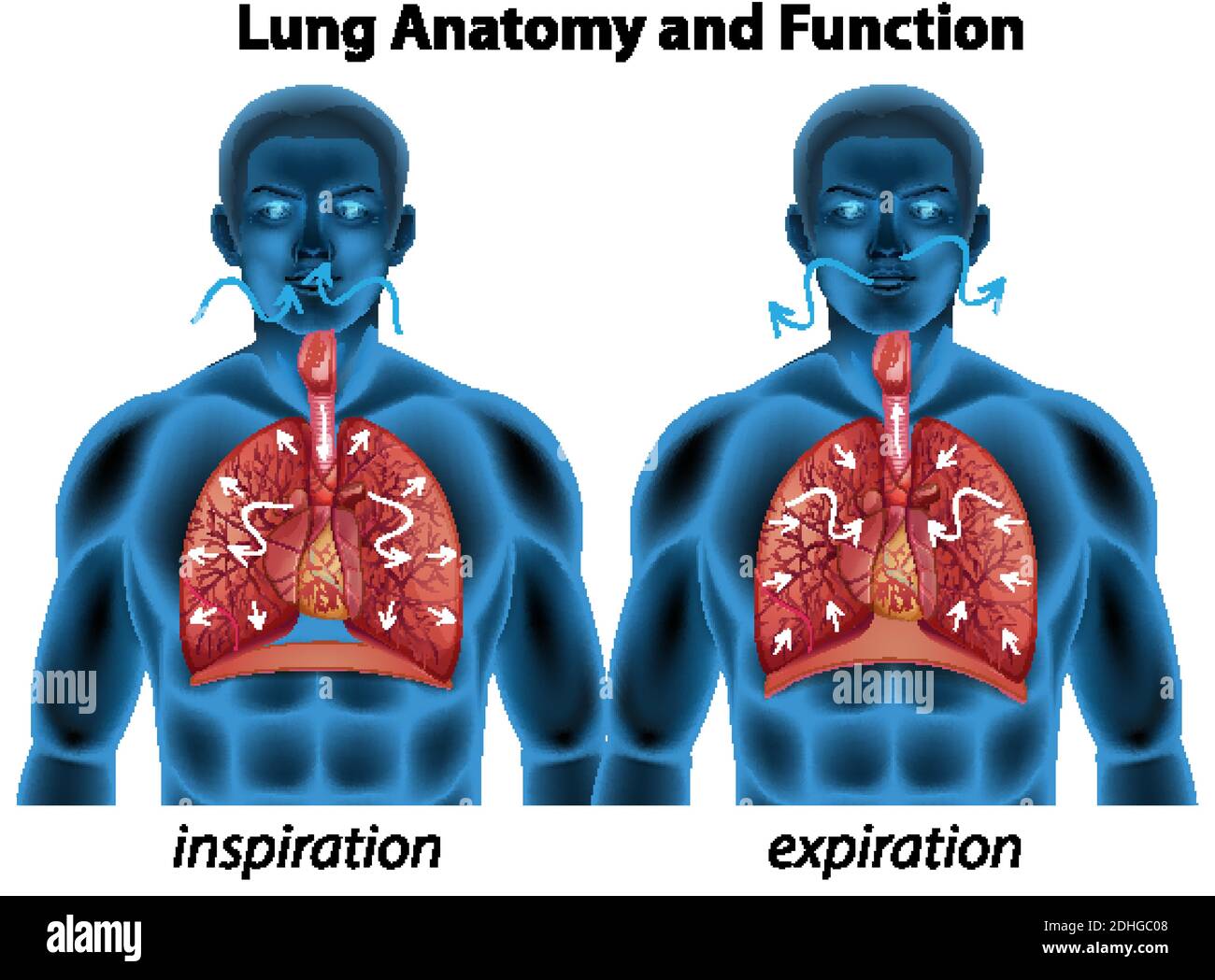 Lung anatomy and functions for education illustration Stock Vector ...