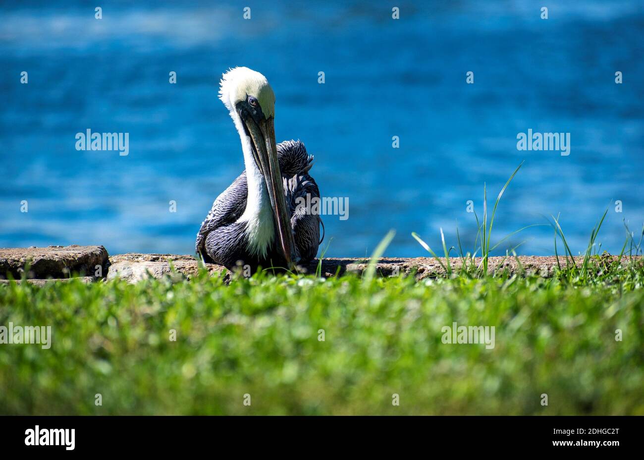 Flying Pelican Western Australia High Resolution Stock Photography and ...