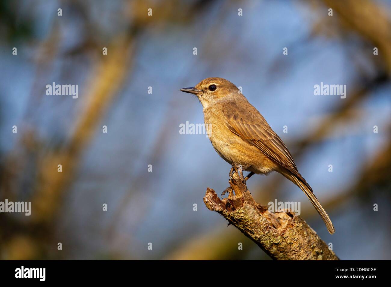 Natal robin hi-res stock photography and images - Alamy