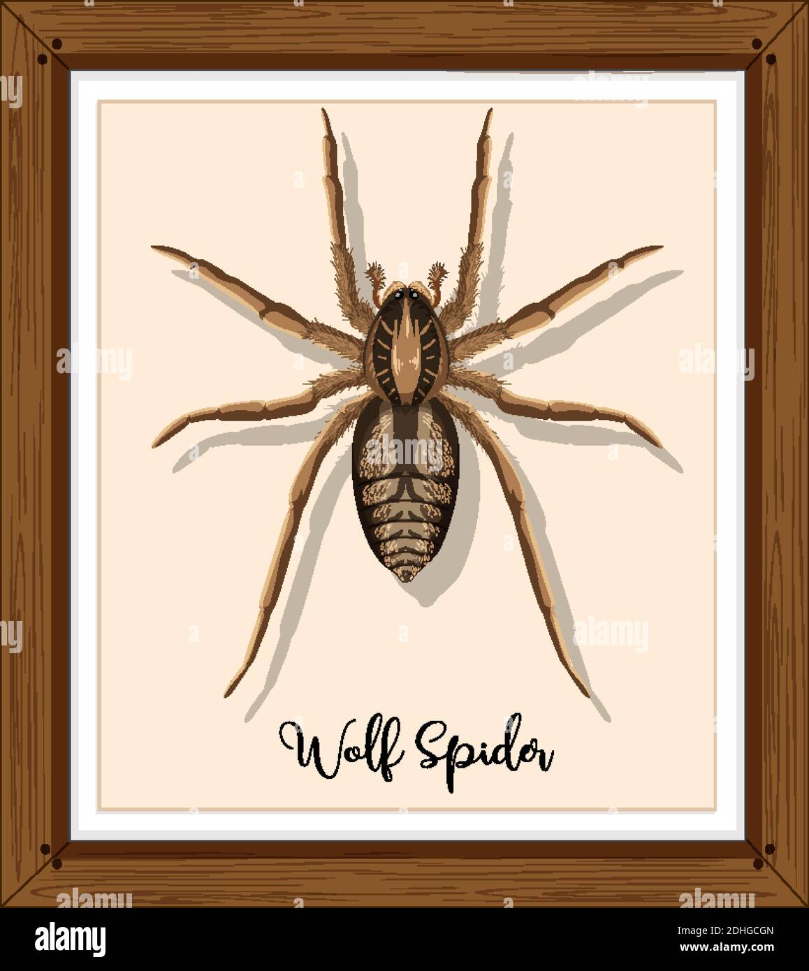Spider wolf Stock Vector Images - Alamy