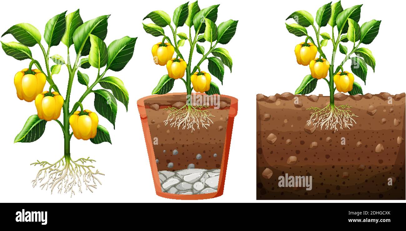 Set of yellow bell pepper plant with roots isolated on white background ...