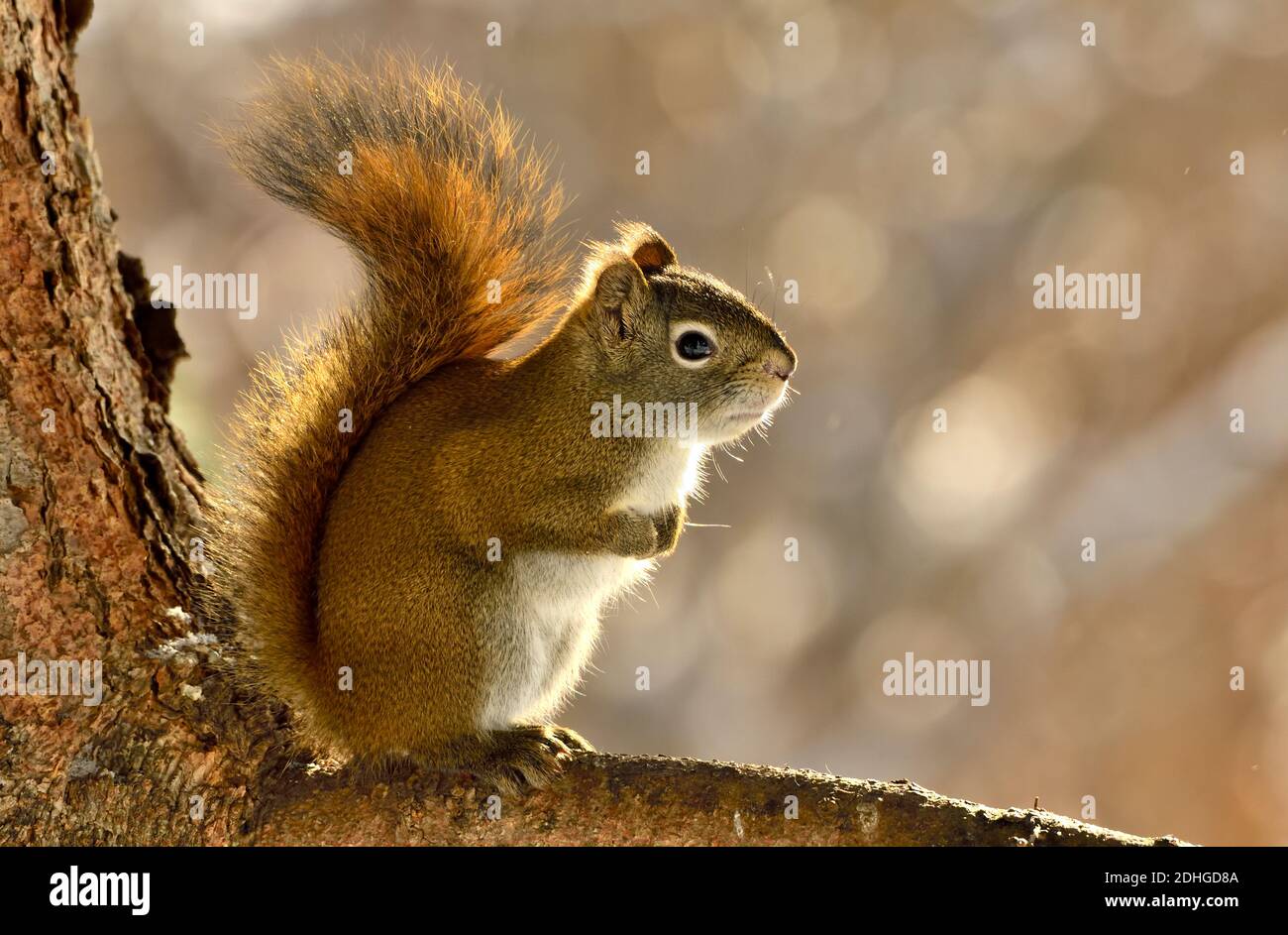 American Red Squirrel Range