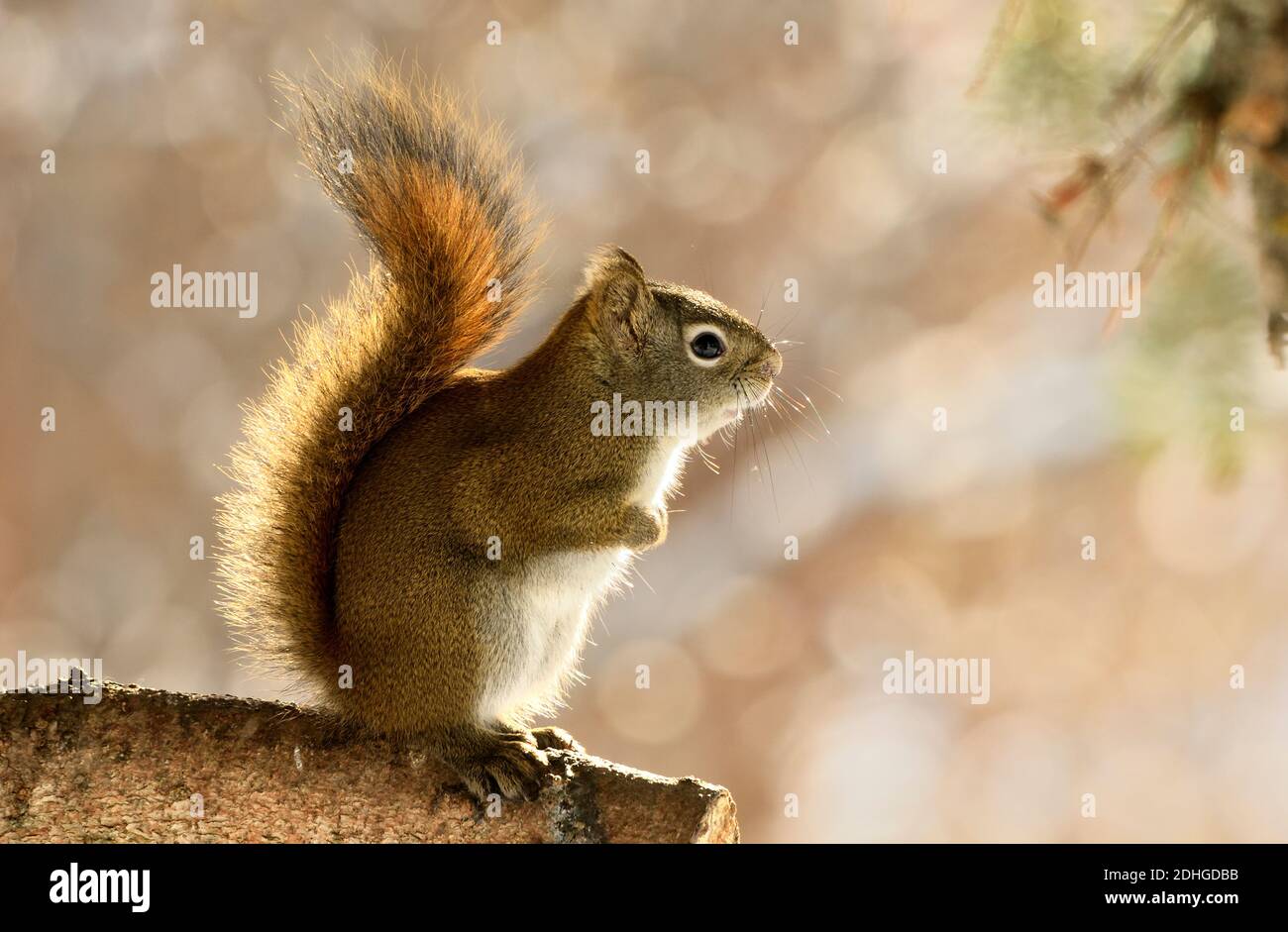 A red squirrel "Tamiasciurus hudsonicus", sitting on a spruce tree ...
