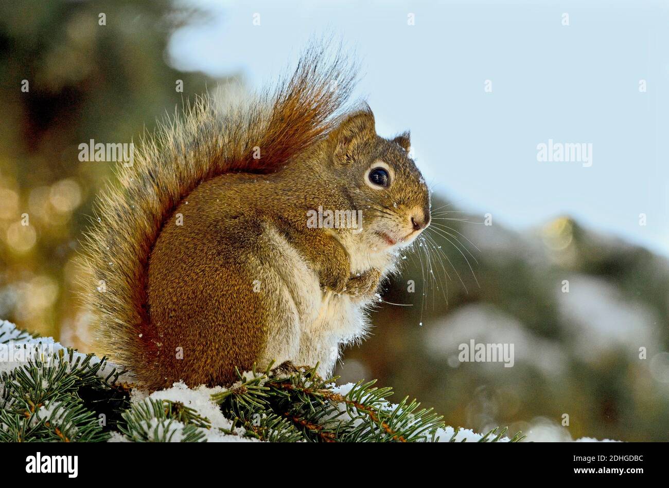A red squirrel "Tamiasciurus hudsonicus", sitting on a spruce tree ...