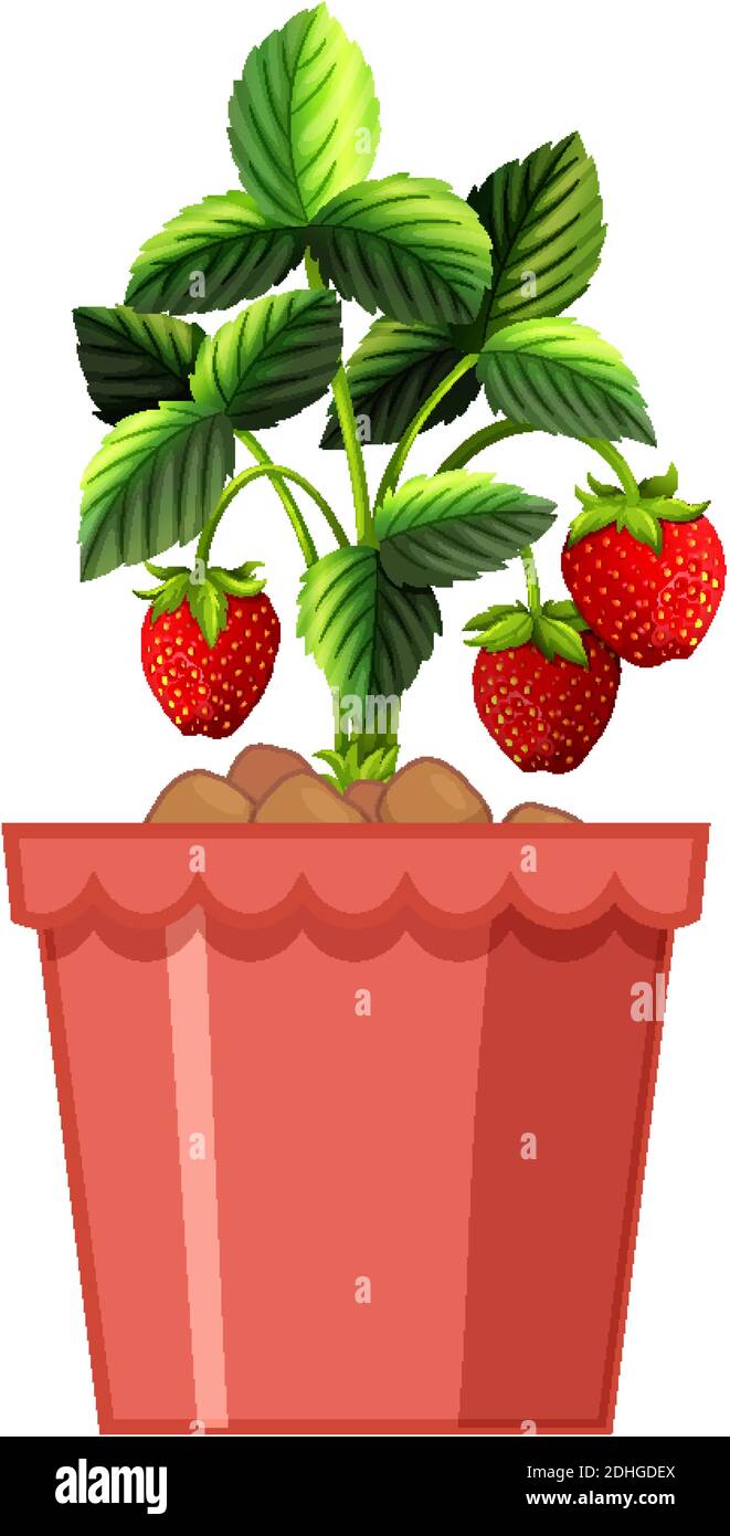 Strawberry plant in red pot isolated on white background illustration ...