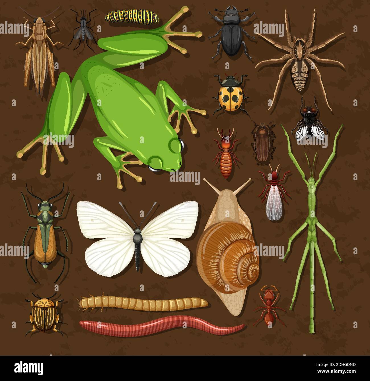 Exotic beetles Stock Vector Images - Alamy