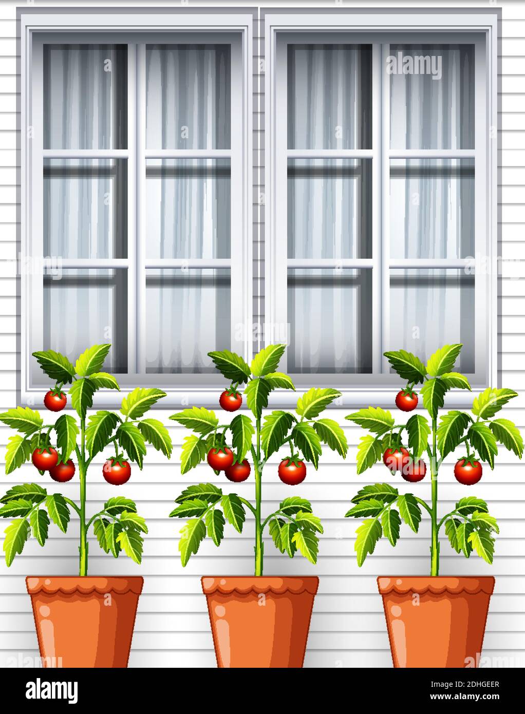 How to grow tomatoes at home Stock Vector Images - Alamy