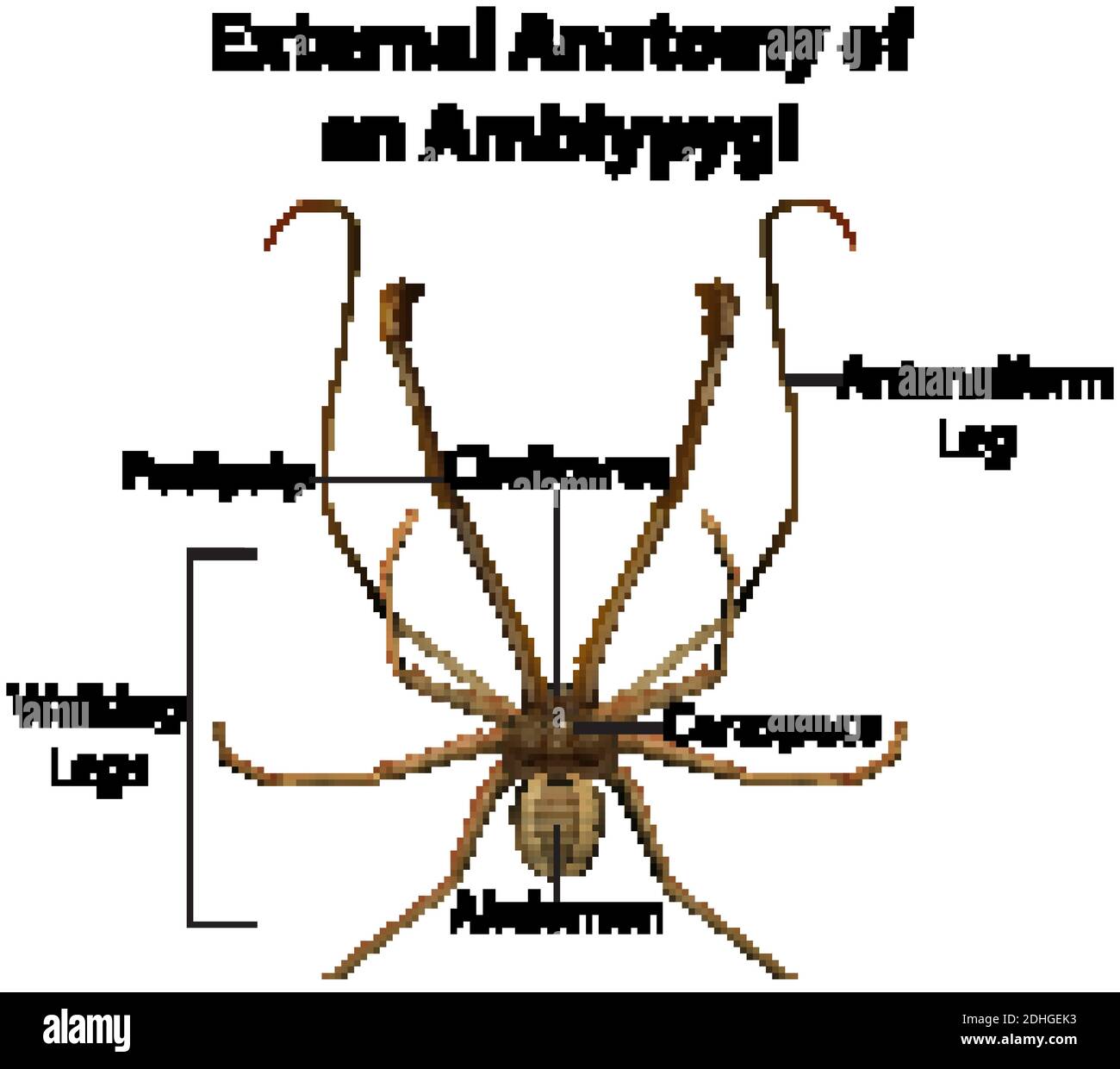 External Anatomy Of An Amblypygi On White Background Illustration Stock
