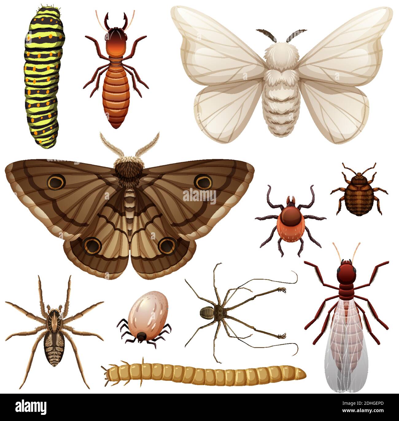 Set of different insects on white background illustration Stock Vector ...