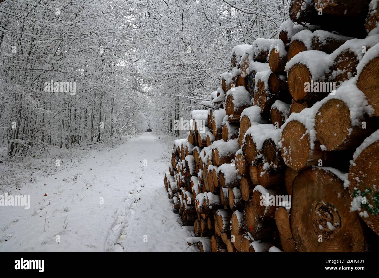 A stack of logs covered with snow in a forest Stock Photo - Alamy
