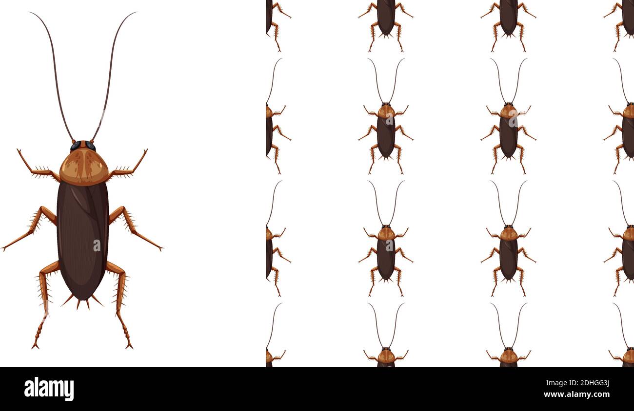 Cockroach isolated on white background and seamless illustration Stock ...